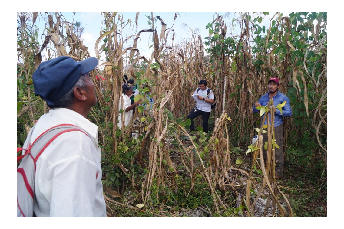 Autonomous University of Yucatan